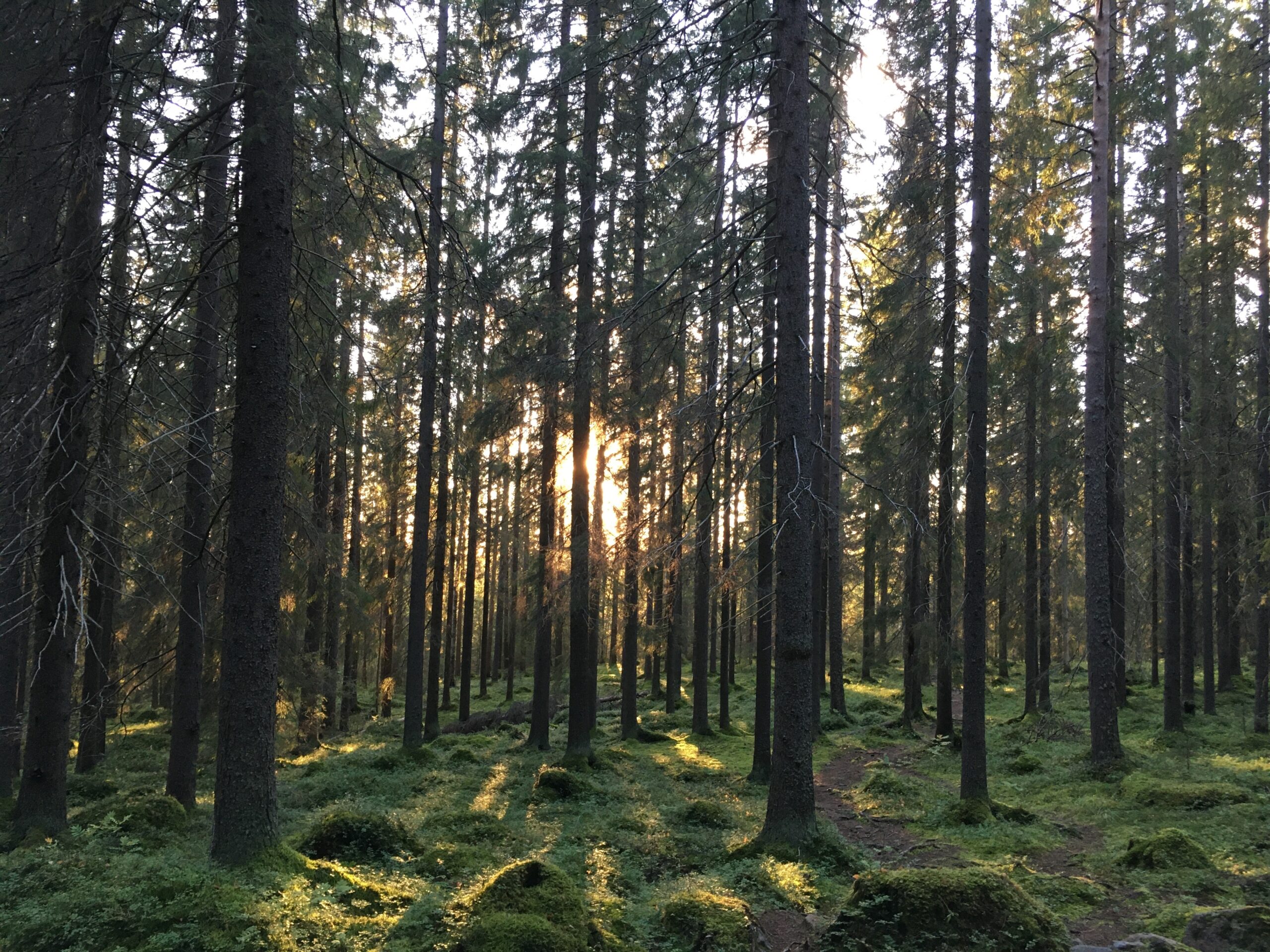 Tuumaustauko Kajaanin Lähivirkistysalueiden Metsäsuunnitelmiin Silja